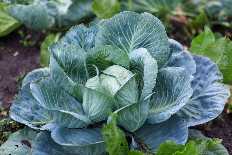 A Large Head of Cabbage in the Garden Bed Stock Image - Image of nature ...