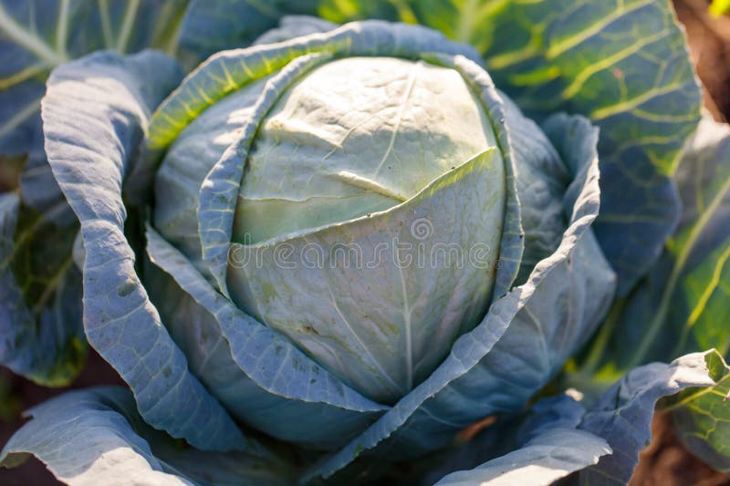A Large Head of Cabbage with a Green Stem Stock Image - Image of ...