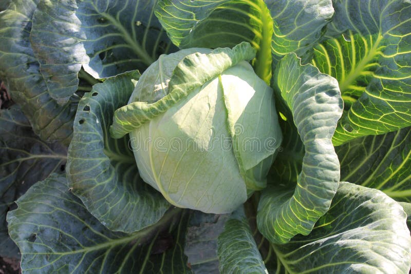 A Large Head of Cabbage Growing in the Garden Stock Photo - Image of ...