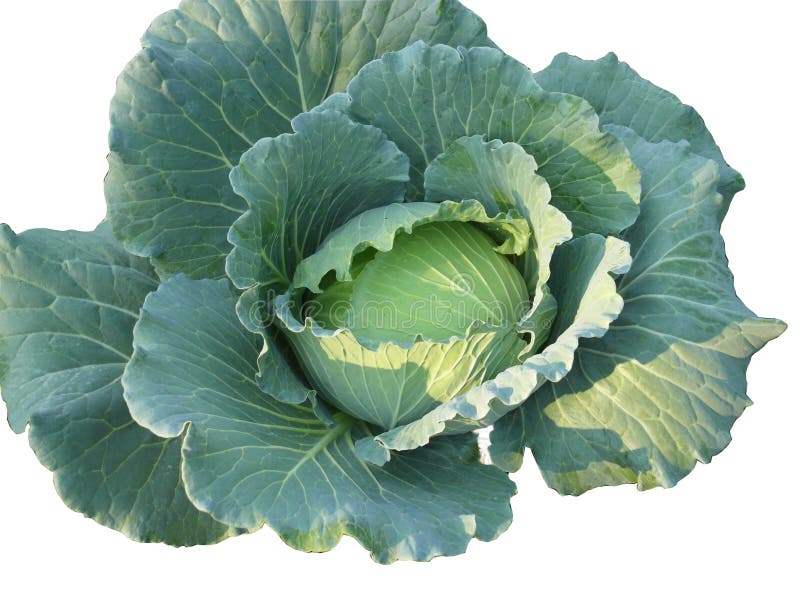 Large head cabbage stock photo. Image of decoration - 211717220