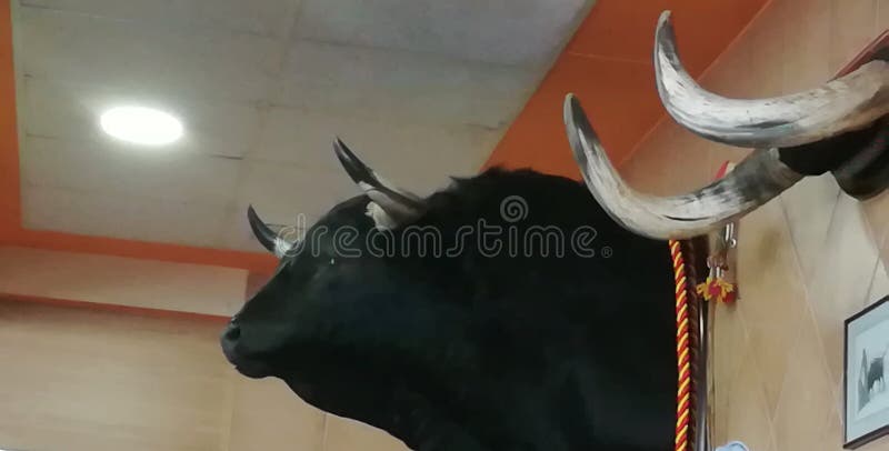 Bull Head editorial photo. Image of exposed, dissected - 130188386