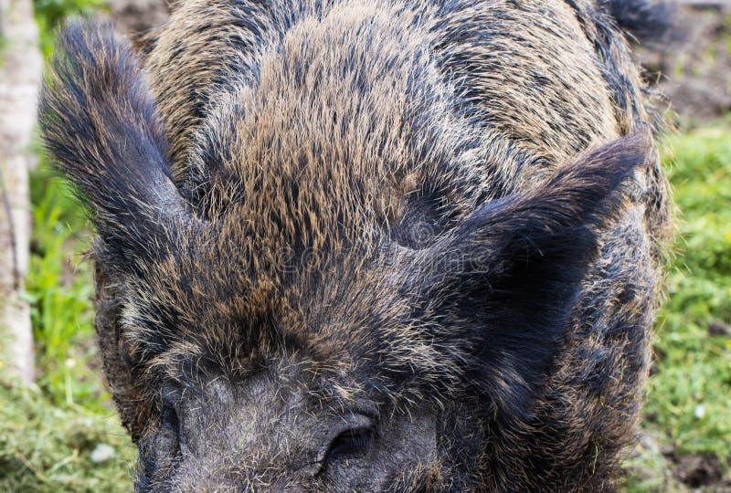 Large Head and Ears of a Wild Boar, Close-up. Hunting for a Wild Boar ...