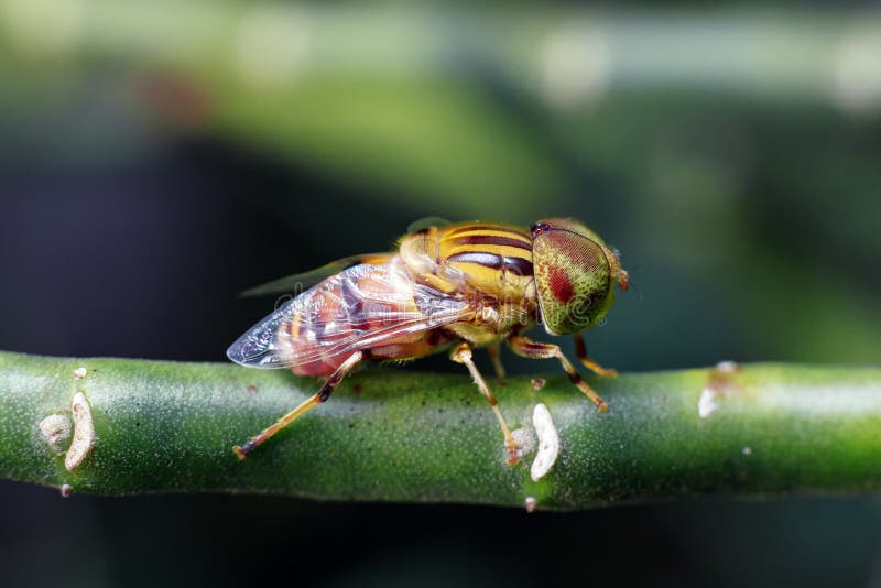 Red Head Flies Bromophila Caffra are Breeding on Young Leaves ...