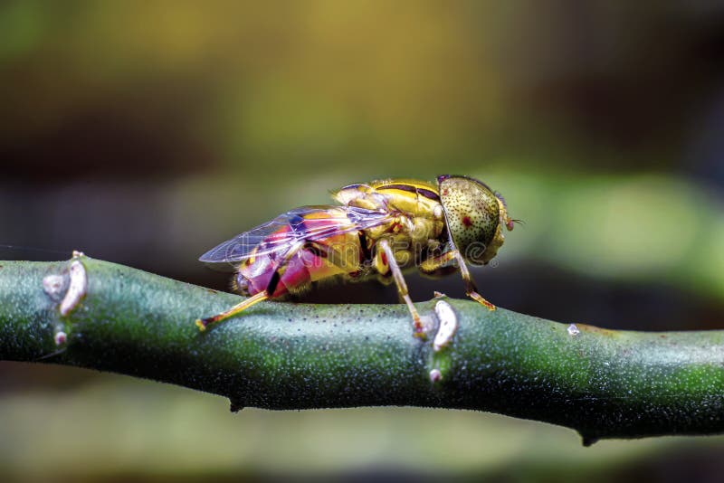 Two red-head flies stock image. Image of eyes, bugs, insects - 20315137