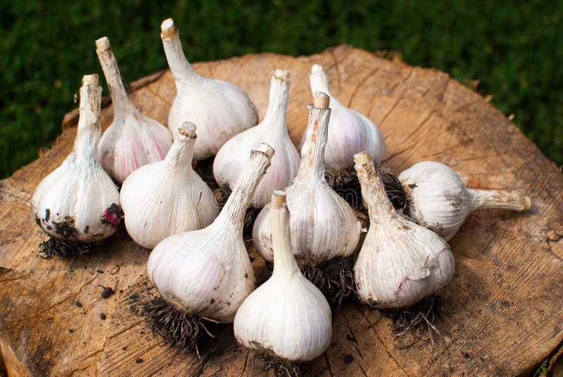 The large head of garlic stock photo. Image of nature - 74807086