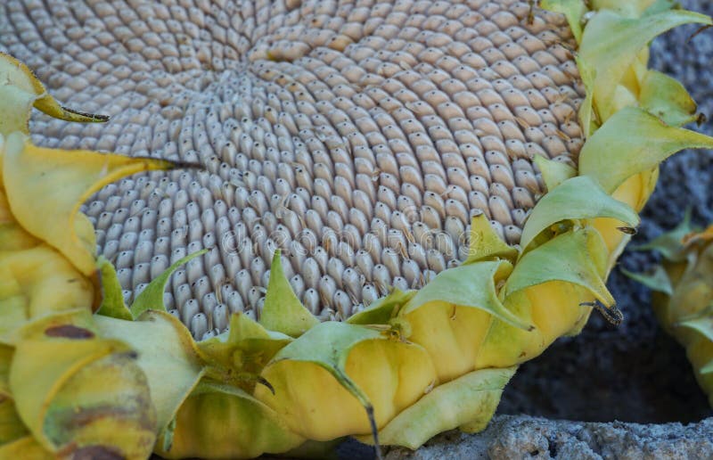 A Large Head of a Sunflower Plant Stock Image - Image of harvest ...