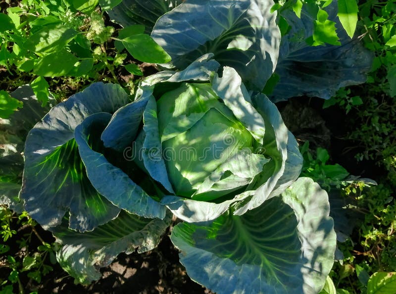 A Large Head of Winter Cabbage Ripens in the Garden. Winter Variety of ...