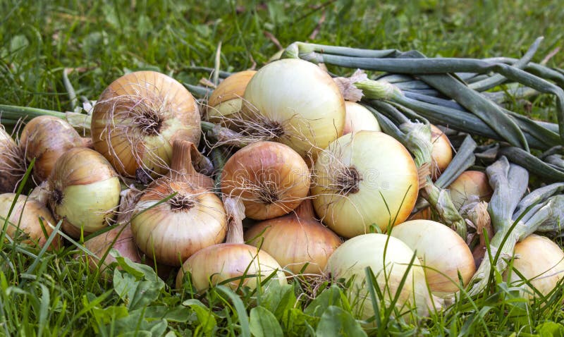 Large Heads of Onions Lie on the Green Grass Stock Image - Image of ...