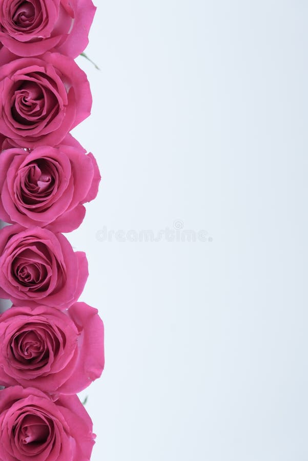 Large Heads of Pink Roses Along the Left Line on a Pastel Background ...