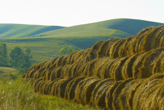 Large heap of hay stock image. Image of color, land, outdoors - 14242521