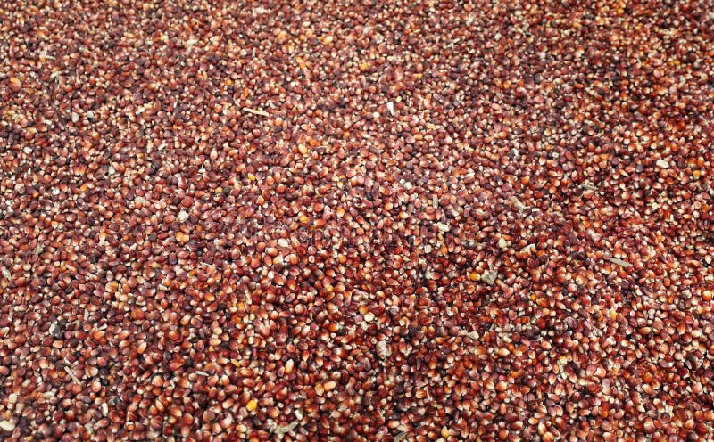 Large Heap of Red Corn Seeds. Background and Texture Stock Image ...