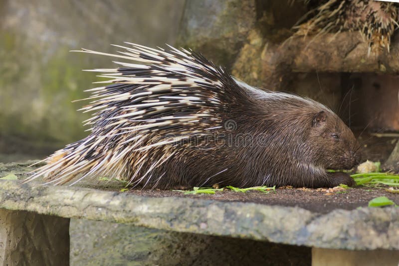 Large Hedgehog Eating Vegetable Stock Photo - Image of green, vegetable ...