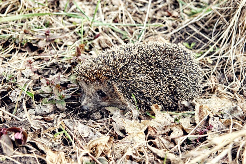 Large Hedgehog in the Fall Leaves Close Up Stock Photo - Image of cute ...
