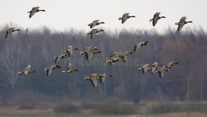 Bean geese in flight stock photo. Image of move, animal - 40381658