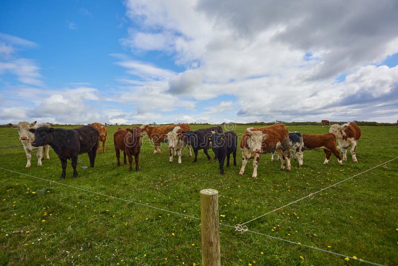 Large Herd of Cows and Calves in the Open Field Stock Photo - Image of ...