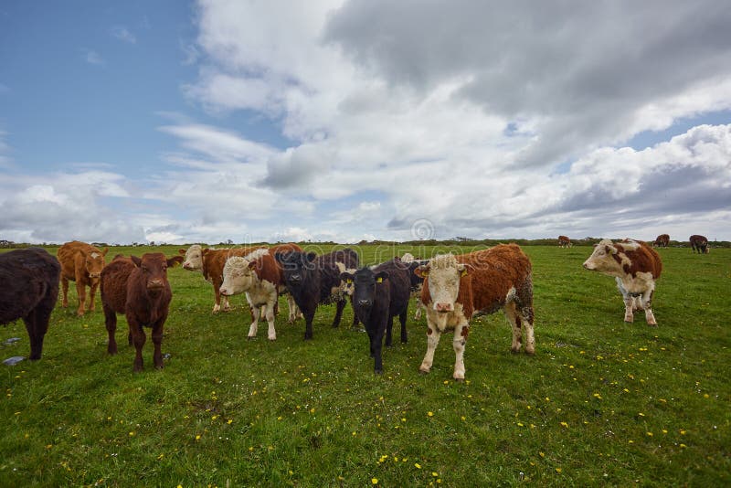 Large Herd of Cows and Calves in the Open Field Stock Photo - Image of ...