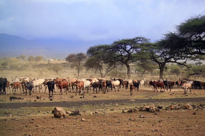 Large Herd of Cows in Kenya Stock Image - Image of african, shepard ...