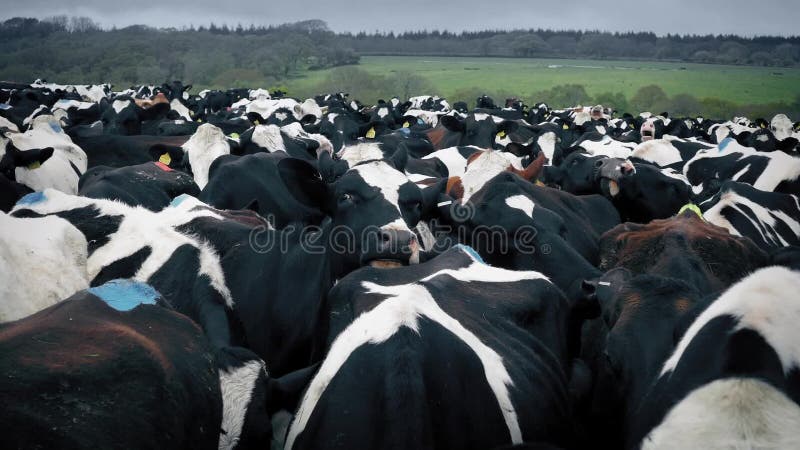 Large Herd of Cows Shoving and Mounting Stock Footage - Video of dairy ...