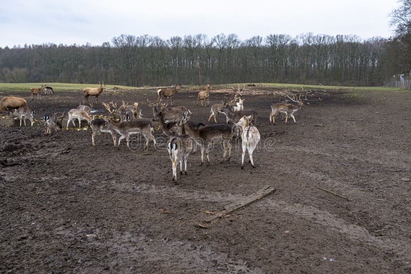 Closed Farm Gates and the Mountains Stock Image - Image of sunshine ...