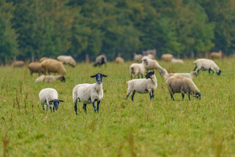 A Large Herd of Different Breeds of Sheep Grazing Freely in a Meadow ...