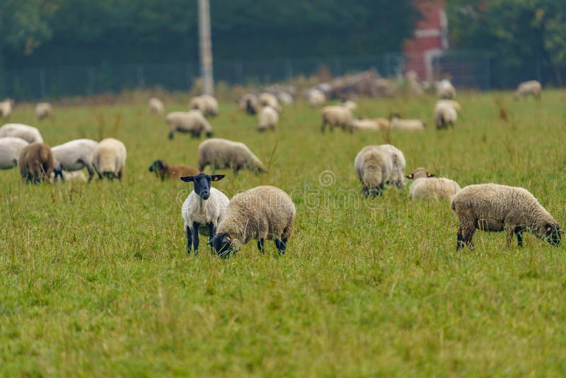 A Large Herd of Different Breeds of Sheep Grazing Freely in a Meadow ...