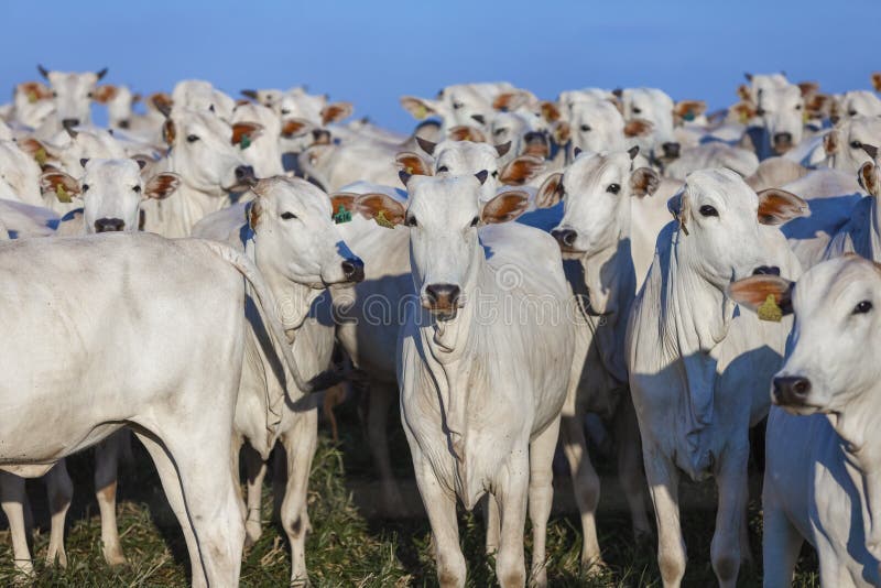 Large Herd of Nellore Cattle on the Farm, Cows and Steers Stock Photo ...
