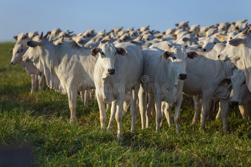 Large Herd of Nellore Cattle on the Farm, Cows and Steers Stock Photo ...