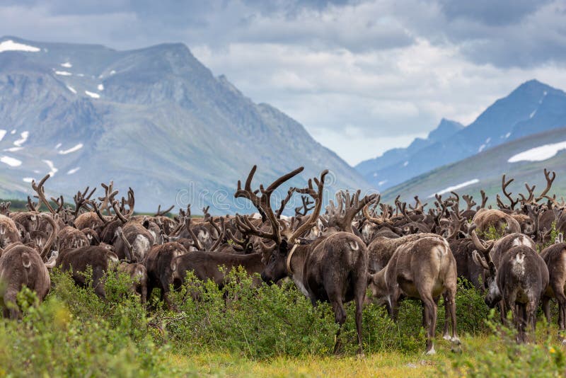Large Herd of Reindeer in the Tundra Stock Image - Image of nomadic ...