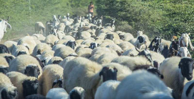 Large herd of sheep stock image. Image of farming, farmland - 94159969