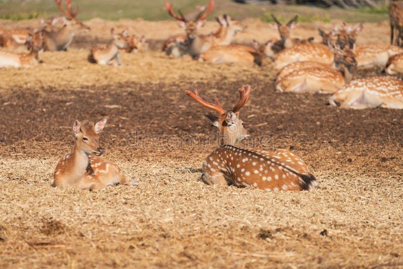 A Large Herd of Spotted Deer on Vacation. Selective Focus Stock Photo ...