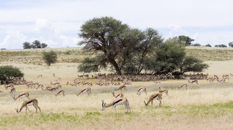 504 Springbok Life Cycle Stock Photos - Free & Royalty-Free Stock ...