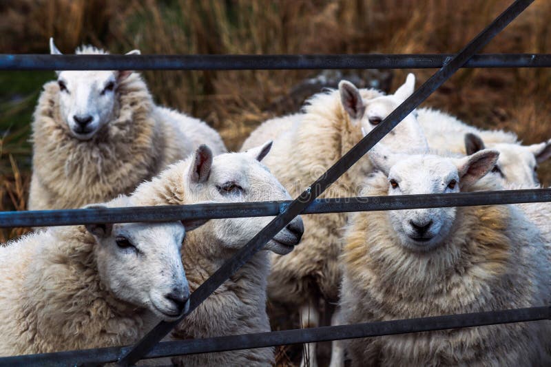 Large Herd of White Sheep Standing Behind a Metal Fence Stock Photo ...