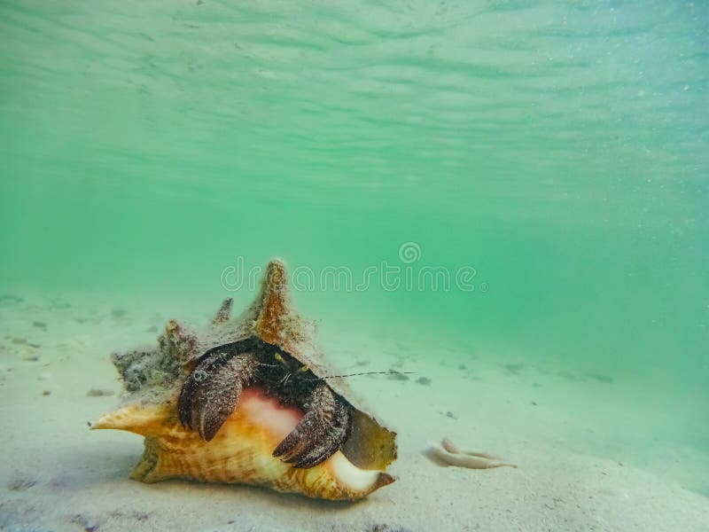Large Hermit Crab in Conch Shell Stock Image - Image of conch, shallows ...
