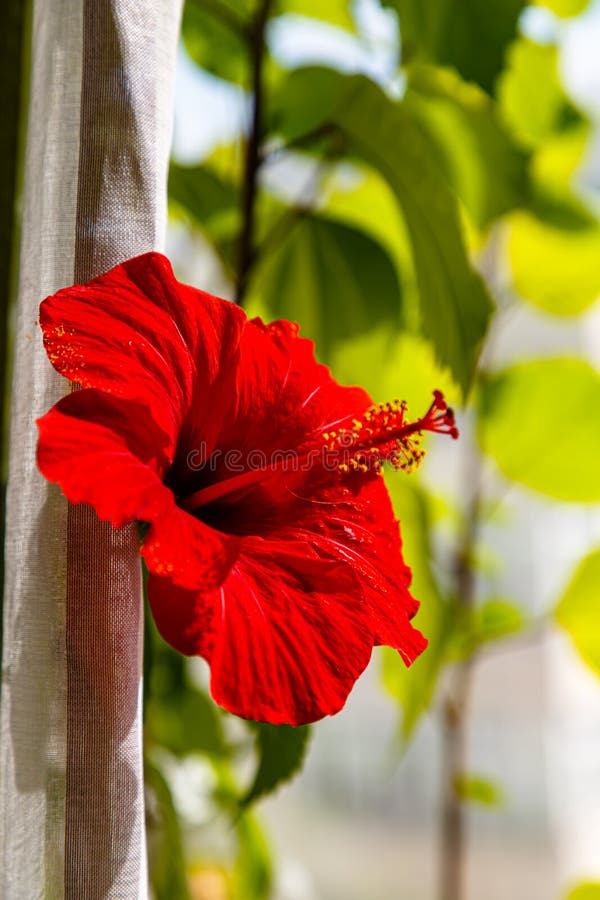 Large hibiscus flower stock photo. Image of blooming - 189969018