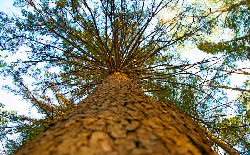 Large, High Pine, Bottom-up View, Beautiful Tree Bottom View. Stock ...