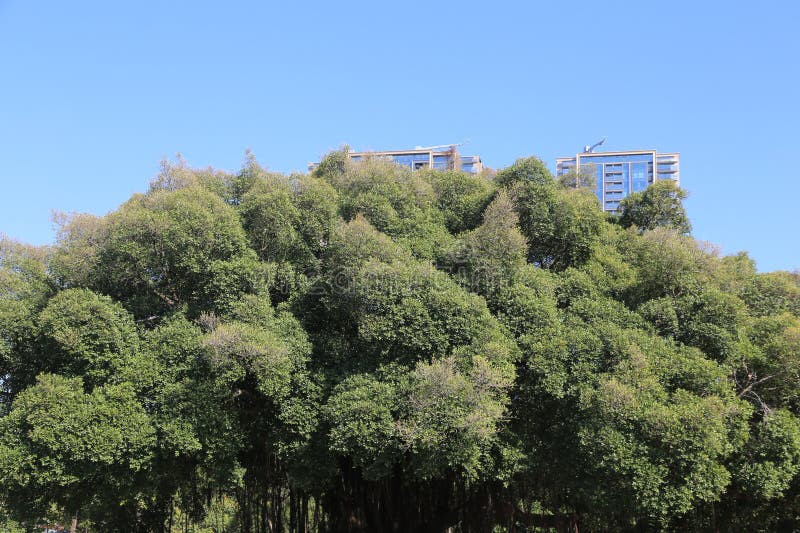 A Large Hill Covered with Trees, Seen from Ground Level, Has an Office ...