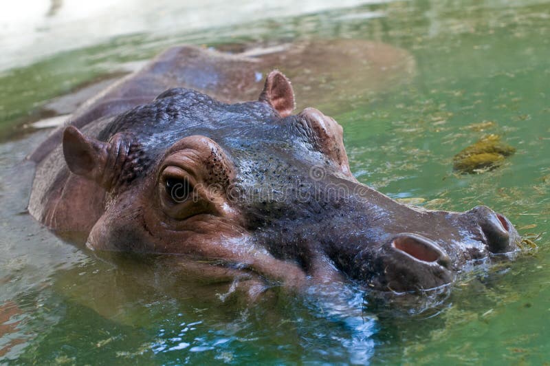 Large hippo stock image. Image of mammal, safari, herbivore - 10404547