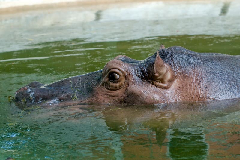 Hippo resting stock photo. Image of hippopotamus, mammalia - 50866558