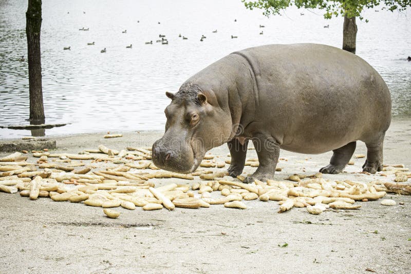 Large hippo with bread stock photo. Image of fresh, feeding - 60822636