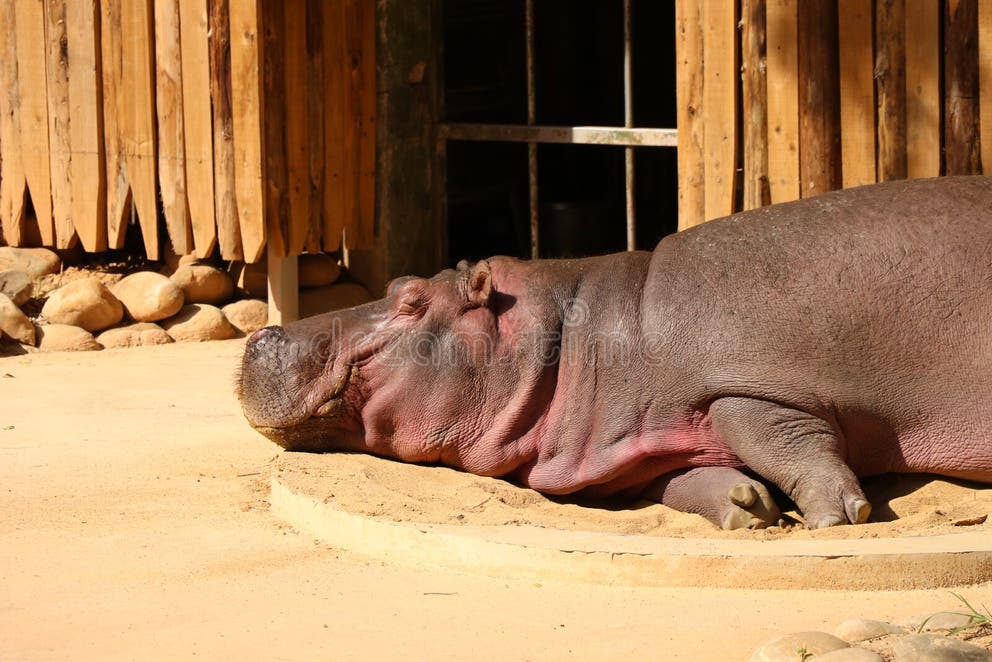 Large Hippo Laying and Resting in a Zoo Stock Photo - Image of creature ...