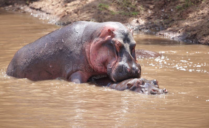 Large Hippopotamus (Hippopotamus Amphibius) Stock Image - Image of head ...