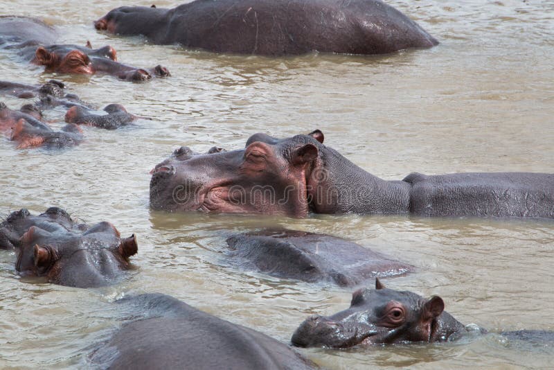249 Hippopotamus Side View Stock Photos - Free & Royalty-Free Stock ...
