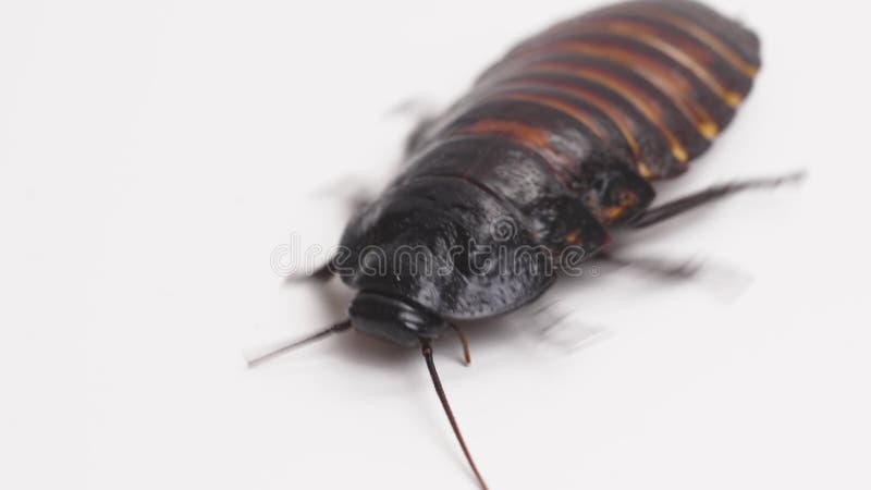 A Large Hissing Madagascar Cockroach on a White Surface. Stock Footage ...