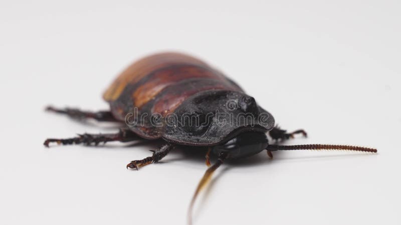 A Large Hissing Madagascar Cockroach on a White Surface. Stock Video ...