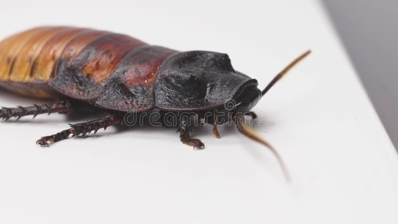 A Large Hissing Madagascar Cockroach on a White Surface. Stock Footage ...