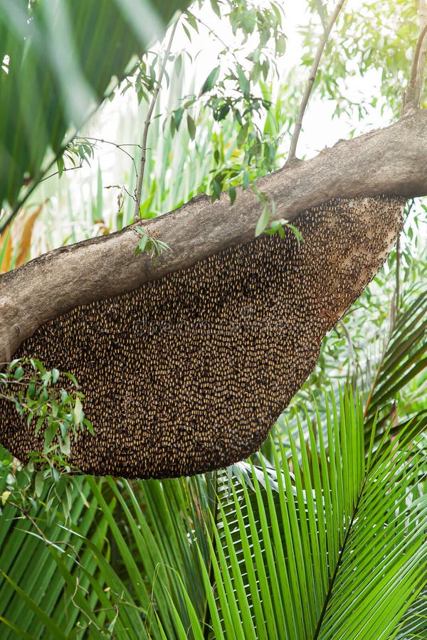 A Large Hive of Asian Honeybee Stock Image - Image of asian, animal ...