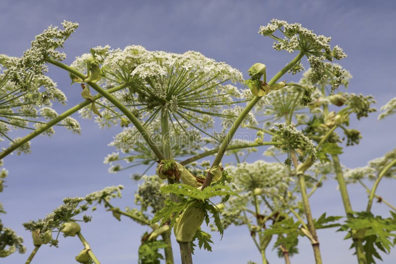 Large Hogweed Along Side of the Road Stock Image - Image of stem, wild ...