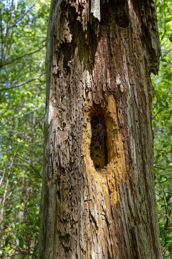 Large hole in a tree stock photo. Image of vertical - 287895284