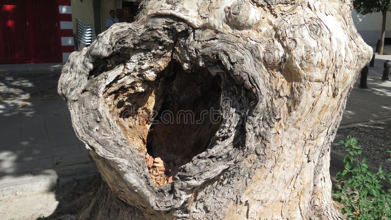 Large Hollow Growth on Tree in Town Square Stock Photo - Image of thick ...