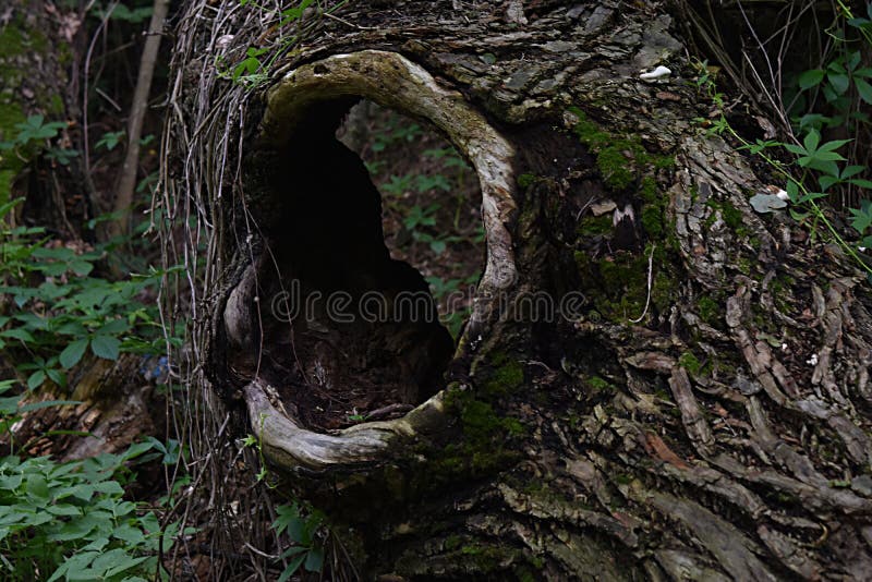 A Large Hollow in an Old Fallen Tree in Summer. Ecology Stock Photo ...